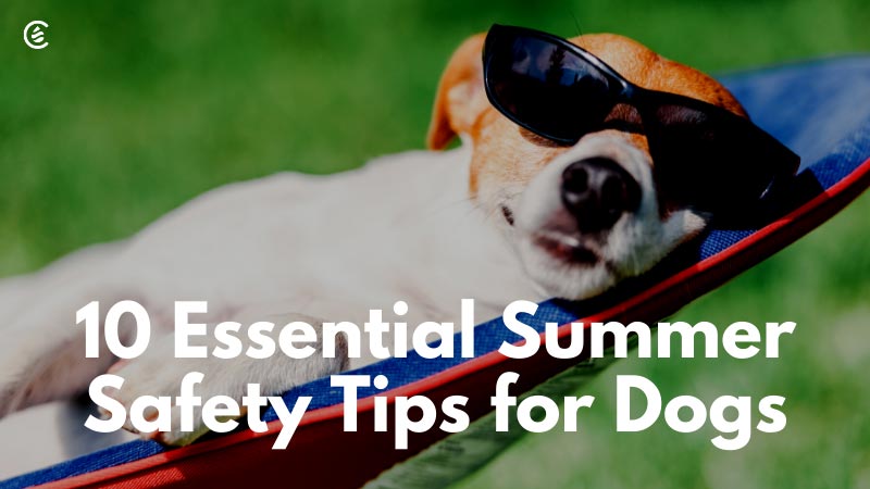 Top 10 Essential Dog Safety Tips for Summer | Cedarcide