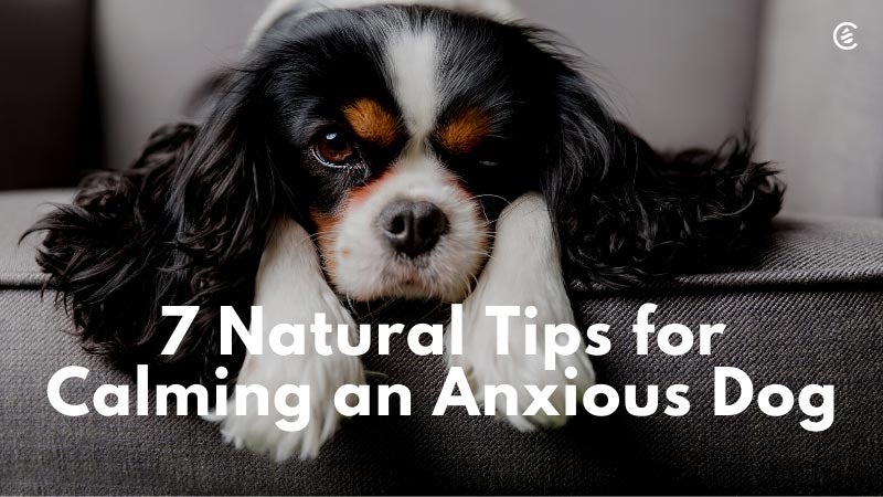 Best Tips for Calming your Anxious Dog | Cedarcide