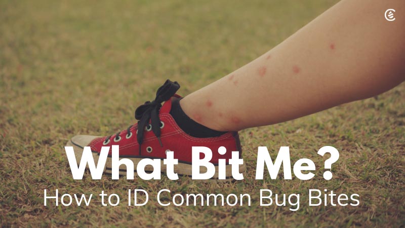 What Bit Me? How to ID Common Bug Bites | Cedarcide