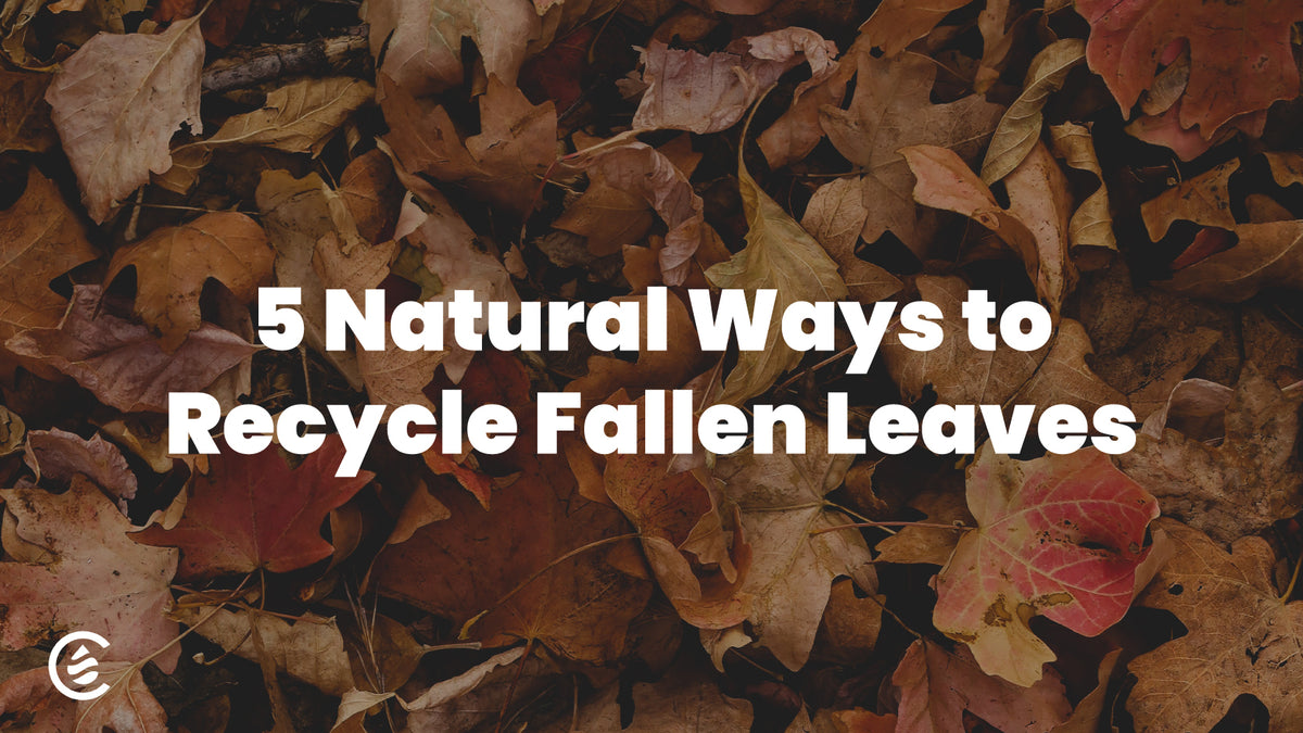 5 Ways to Recycle Fallen Leaves This Fall | Cedarcide