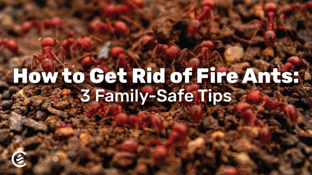 3 Family-Safe Steps to Get Rid of Fire Ants | Cedarcide