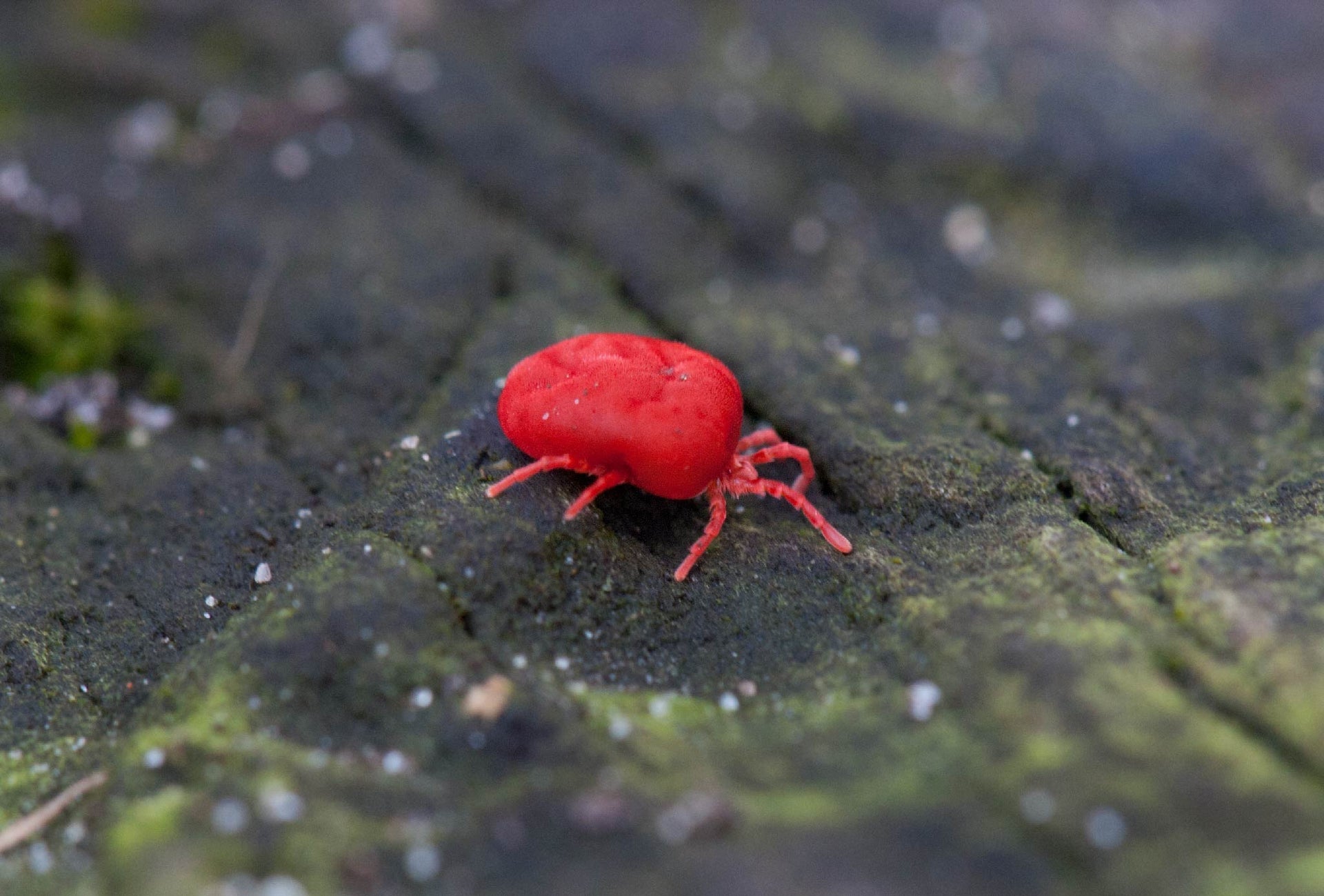 How to Avoid and Get Rid of Chiggers | Cedarcide