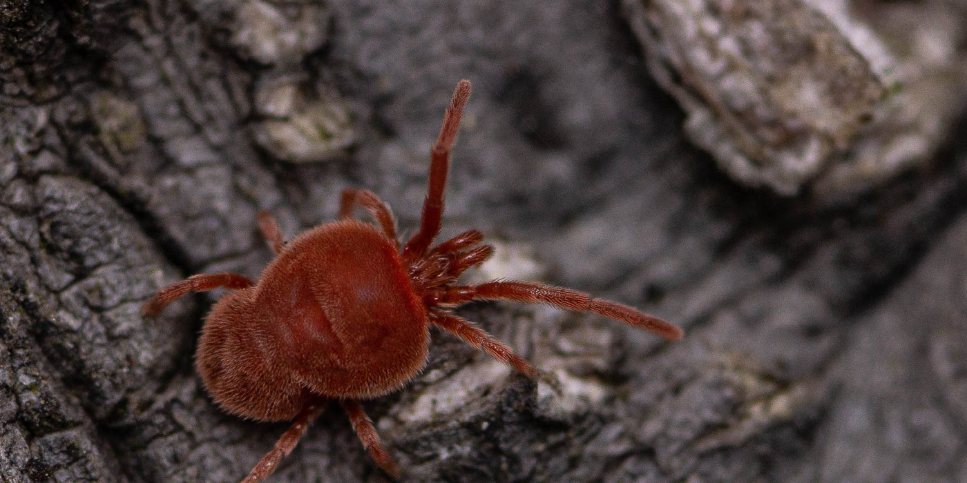 A Complete Guide on How to Get Rid of Mites | Cedarcide