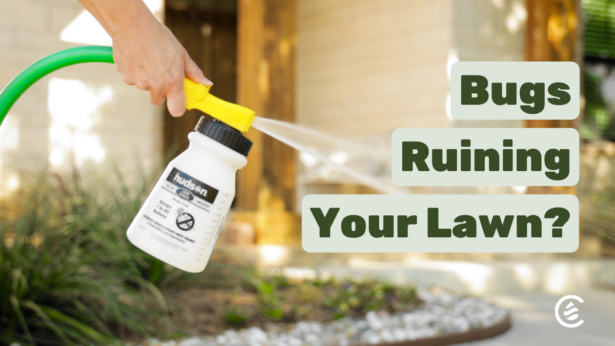 Use the Bug-Free Lawn Kit to Get Rid of Bugs | Cedarcide
