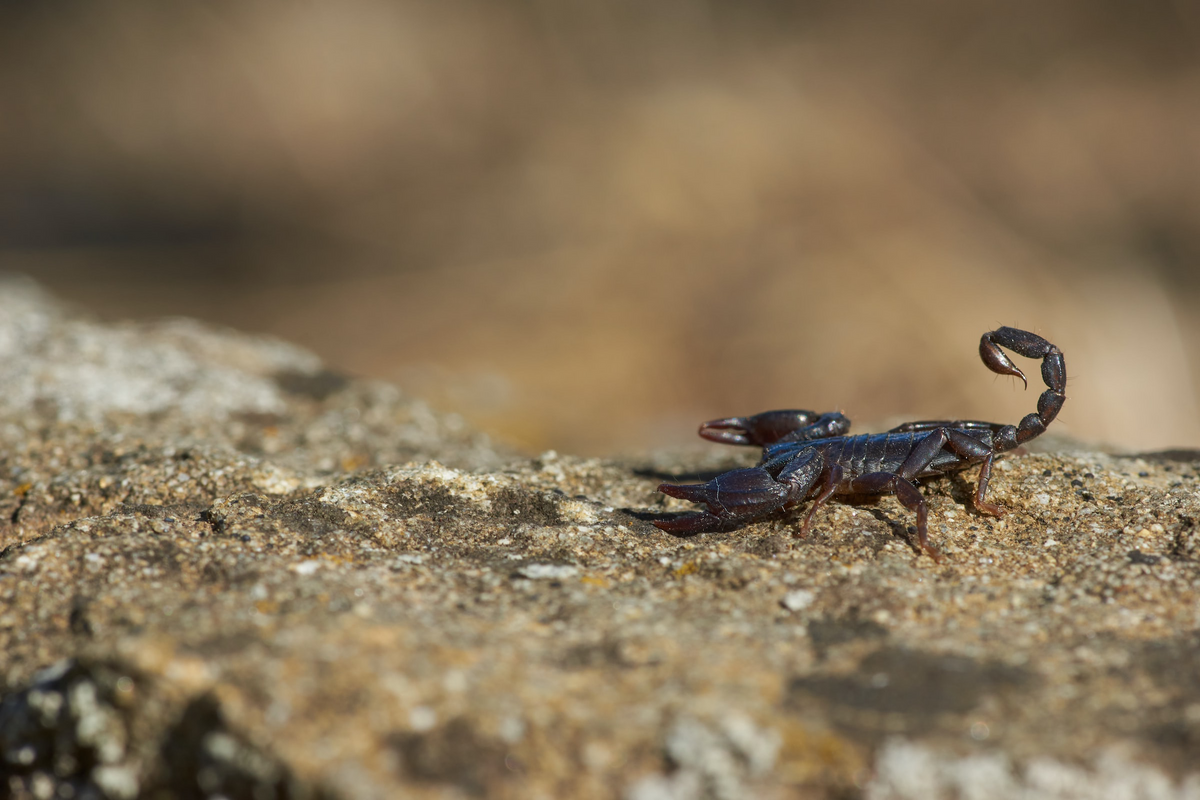 The Best ‎️‍🦂 Scorpion Control for Family and Pets | Cedarcide